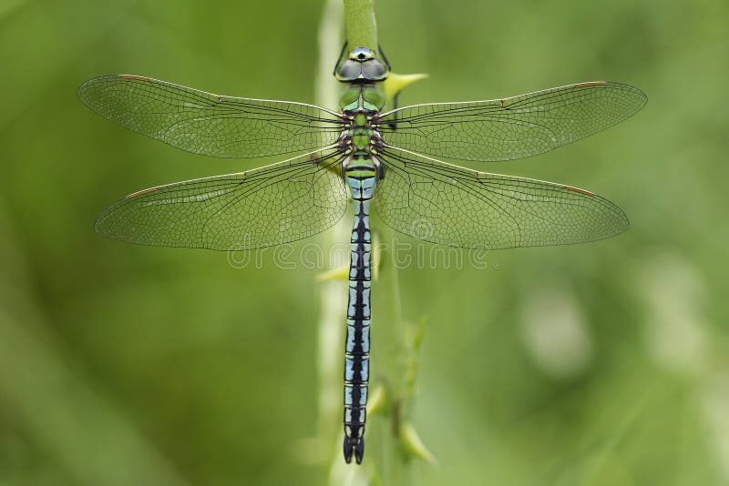 Grote-keizerlibel, Blauer Kaiser, Anax-imperator Stockfoto - Bild von ...