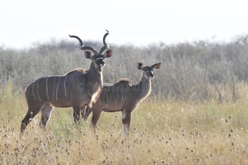 Grote Koedoe, Greater Kudu, Tragelaphus Strepsiceros Stock Photo ...