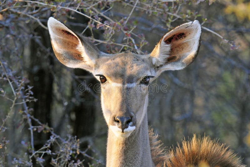 Koedoe Africa Stock Photos - Free & Royalty-Free Stock Photos from ...