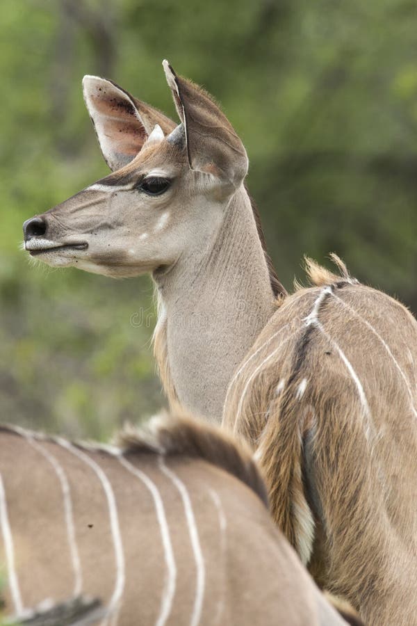 Grote Koedoe, Greater Kudu, Tragelaphus Strepsiceros Stock Photo ...