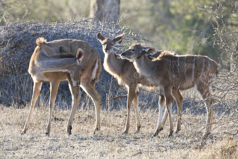 Grote Koedoe, Greater Kudu, Tragelaphus Strepsiceros Stock Photo ...
