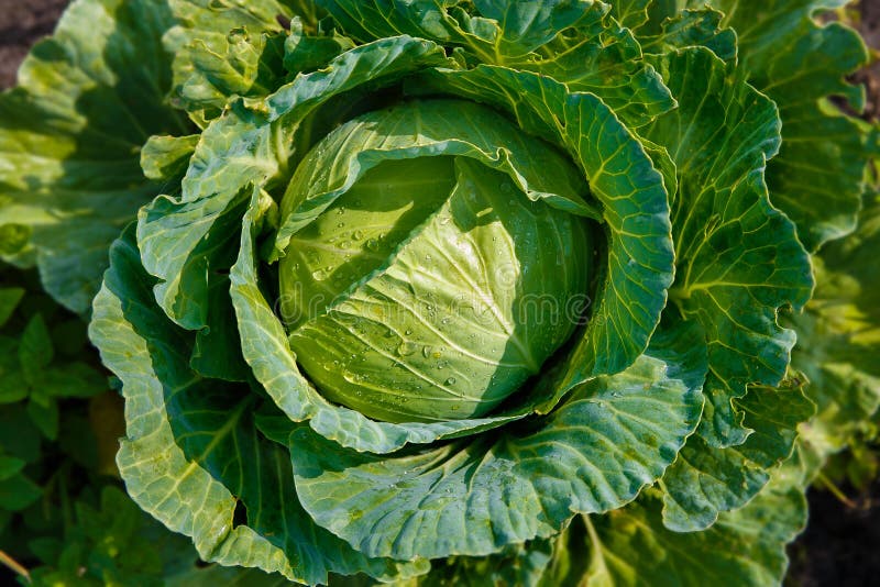 Grote Kool in De Tuin, Verse Moestuinkool Stock Foto - Image of naughty ...