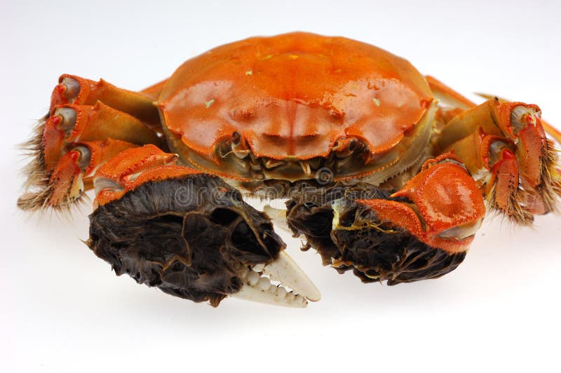 Krab stock afbeelding. Image of eetlust, chinees, krab - 6617979