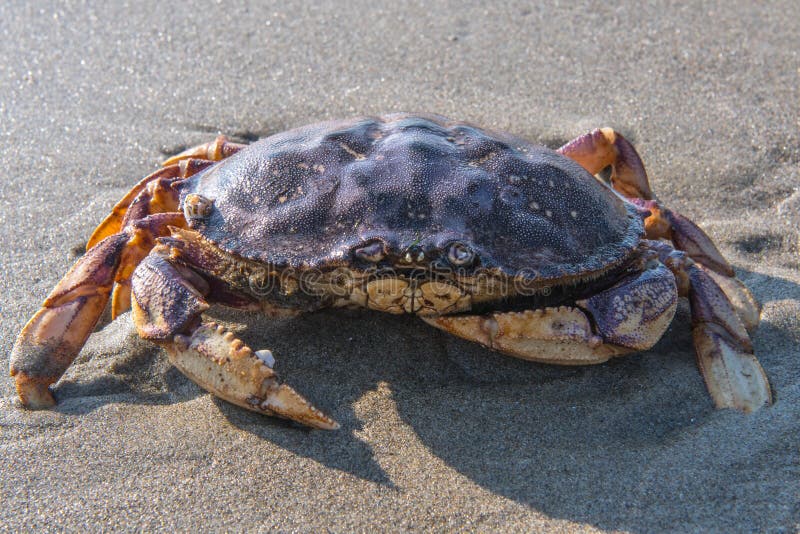 Een Grote Krab Kroop Uit Op Een Wit Zandig Strand Op Een Zonnige Dag in ...