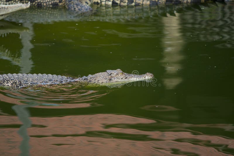 Grote krokodil stock afbeelding. Image of hoofd, gevaar - 31547989