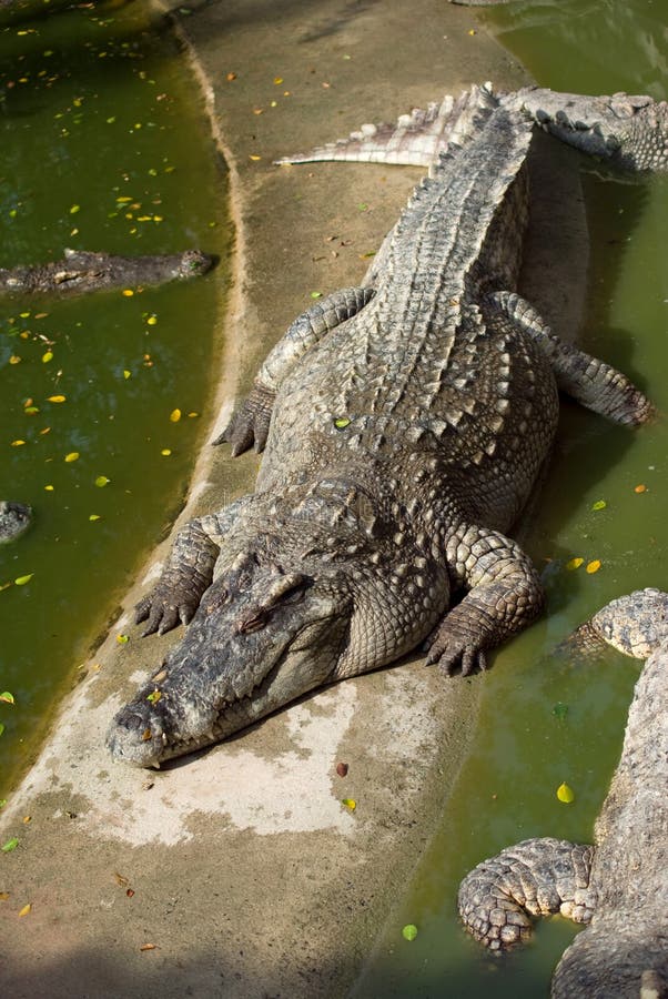 Grote Krokodil Die in De Zon Rust Stock Foto - Image of nave, woede ...