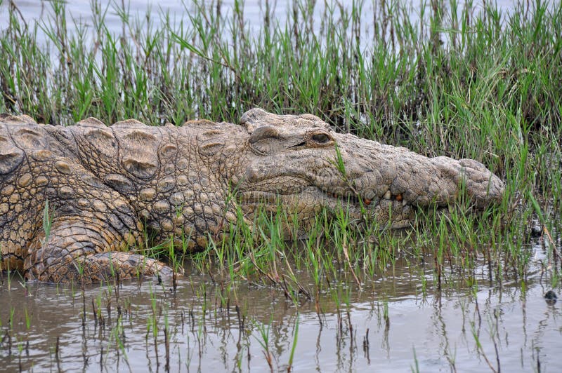 Grote Krokodil Die Naast Het Water Ligt Stock Foto - Image of tanden ...