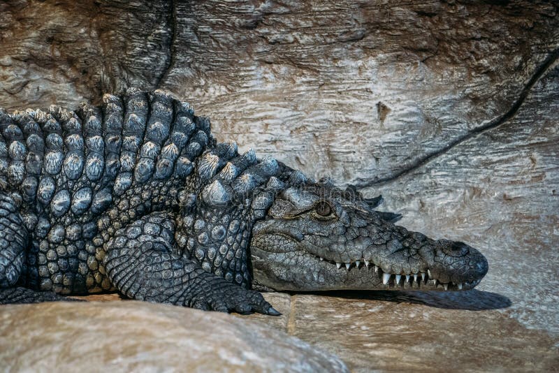 Grote Krokodil Met Open Mond En Tanden, Teken Van Agressie in Het Wilde ...