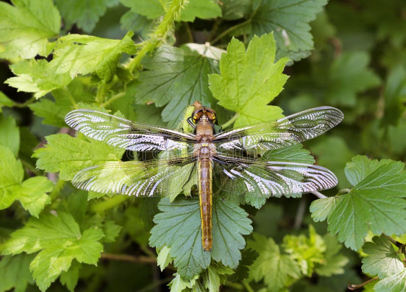 Grote rode libel stock foto. Image of dier, bloem, insect - 21840196