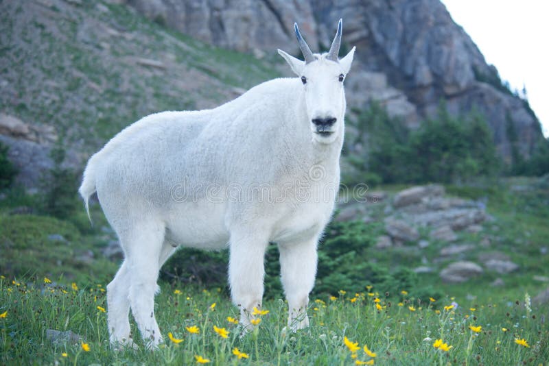De Laag Van De Berggeit in De Nieuwe Winter Stock Foto - Image of ...
