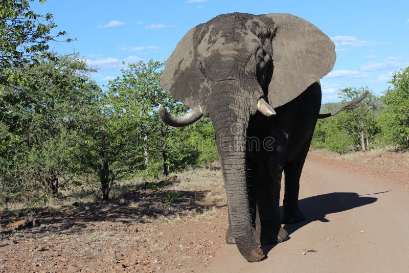 Grote mannelijke olifant stock foto. Image of gezicht - 68880730
