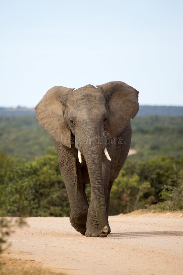Grote Mannelijke Olifant Op Struikweg Stock Afbeelding - Image of ...