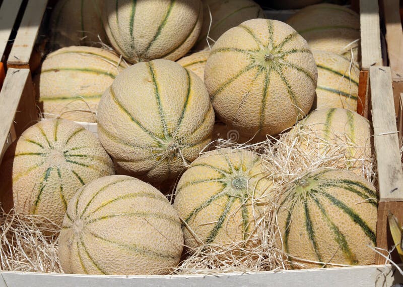 Grote Meloenen in Het Fruit En De Plantaardige Markt Stock Foto - Image ...