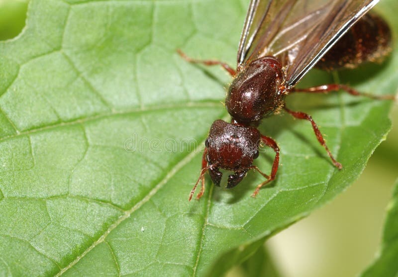 Grote mier met vleugels stock afbeelding. Afbeelding bestaande uit ...