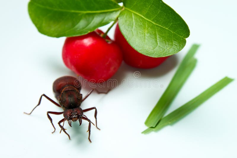 Grote mier Tanajura 2 stock afbeelding. Image of dier - 26200475