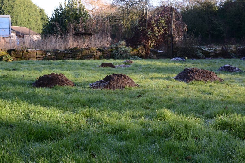 Nieuwe Die Molshopen Op Gazon Door Mollenbevolking En Verscheidene ...