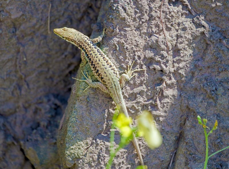 Een grote Hagedis stock foto. Afbeelding bestaande uit milieu - 65158534