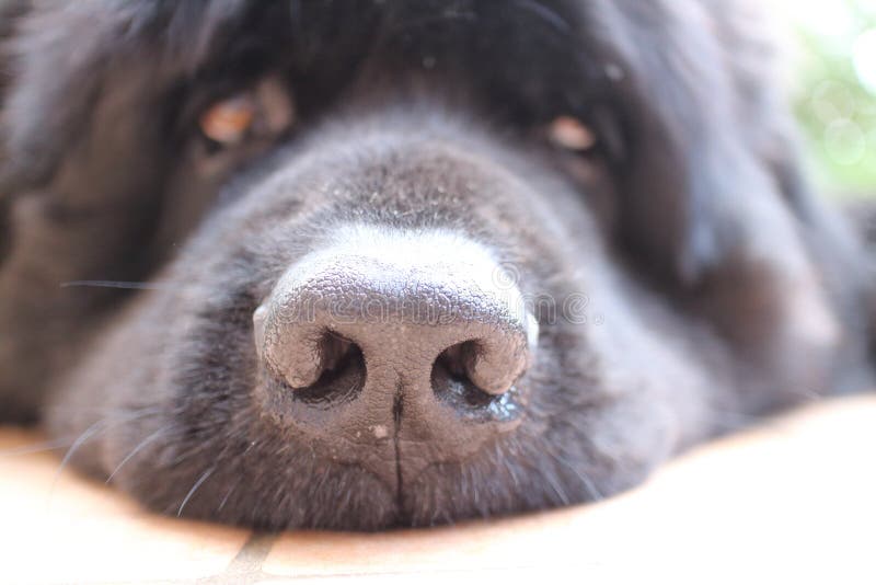 Grote neus stock afbeelding. Image of hoek, gezicht - 125720629