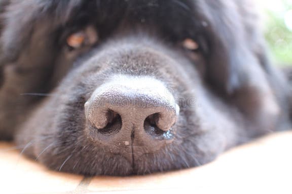 Grote neus stock afbeelding. Image of hoek, gezicht - 125720629