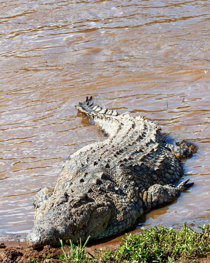 De Grote Krokodil Van Nijl Eet Een Vis Op Rivierbank Stock Foto - Image ...