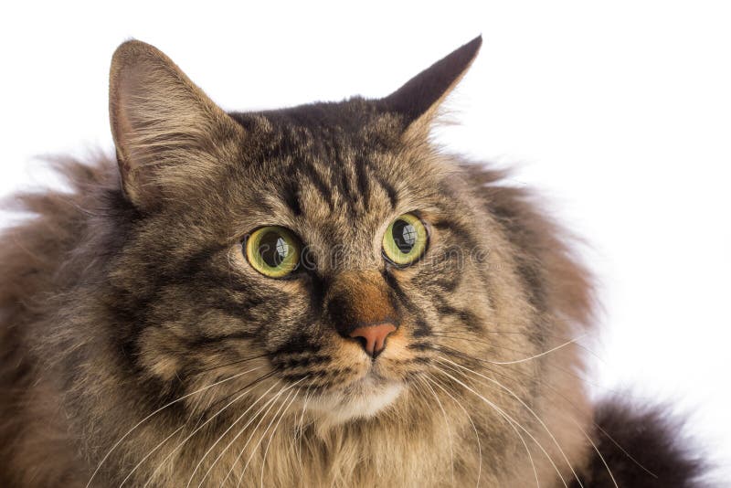 Grote Norvegian Kat, Katachtig Met Lang Haar Stock Foto - Image of ...