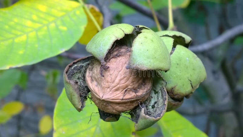 Grote Okkernoot Op De Boom in De Tuin Stock Afbeelding - Image of groen ...