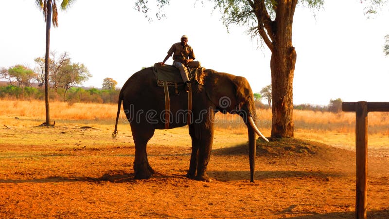 Grote Olifant Die Een Mens Draagt Redactionele Stock Afbeelding - Image ...