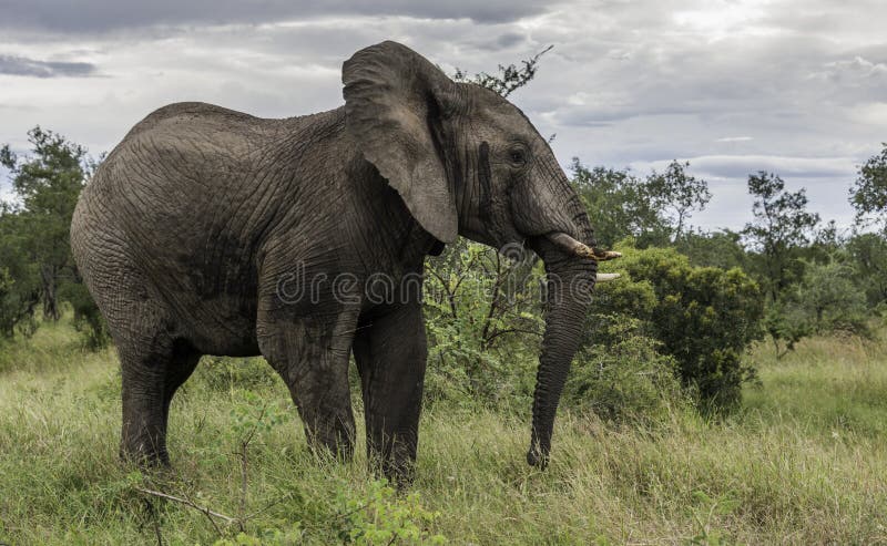 Grote Olifant in Krugerpark Stock Foto - Image of olifant, reis: 39133452