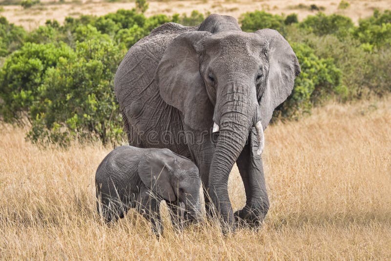 Grote olifant met baby stock afbeelding. Image of hoofd - 13797405