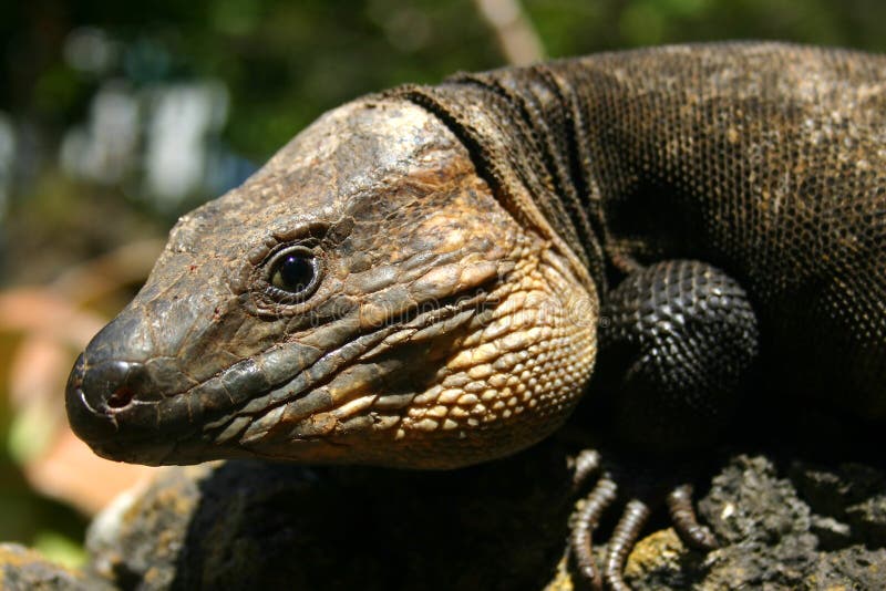 Grote Omhoog Dichte Hagedis Stock Foto - Image of sluit, schepsel: 150264