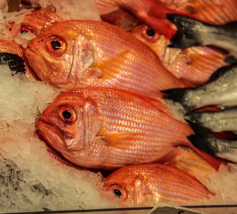 Grote oog rode snapper stock foto. Image of gastronomisch - 34084328