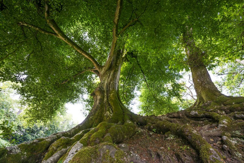 Grote oude bomen stock afbeelding. Image of stam, schors - 32797047