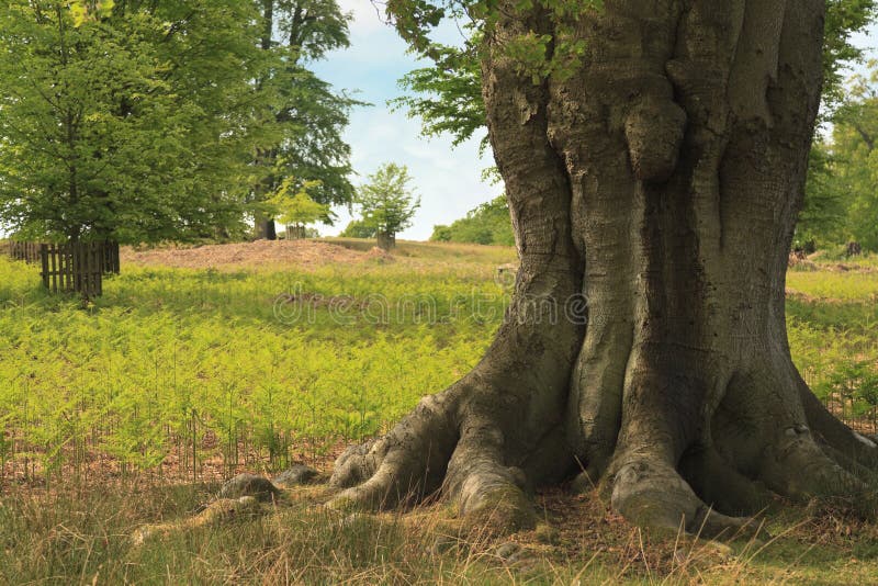 Grote oude boom stock foto. Image of milieu, mooi, achtergrond - 24728534