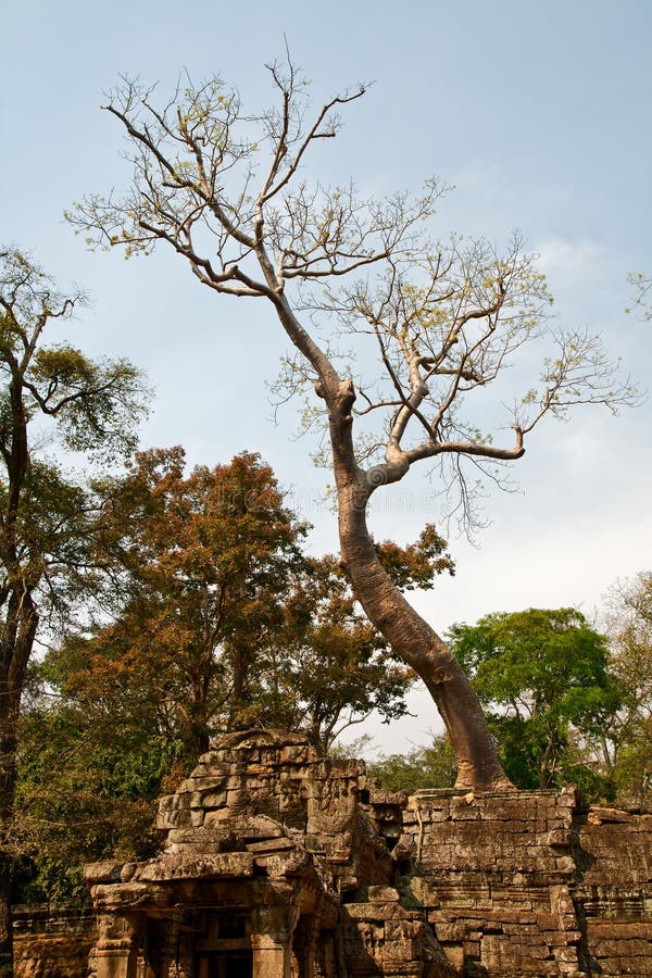 Grote Oude Boom in De Tempel Van Ta Prohm Stock Foto - Image of beroemd ...