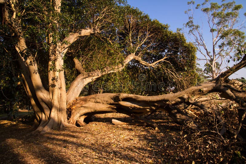 Grote Oude Boom Met Gevallen Tak Stock Foto - Image of wind, boom: 34633348