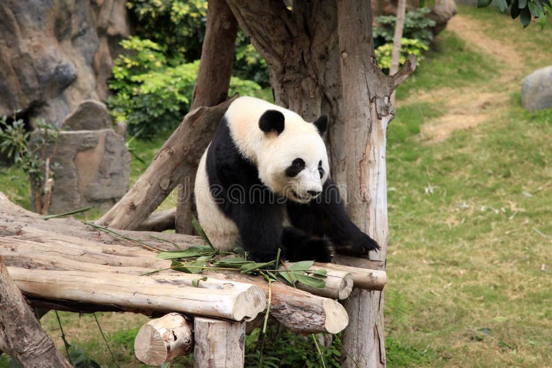 Grote panda stock foto. Image of china, dier, groot, comfortabel - 38804892