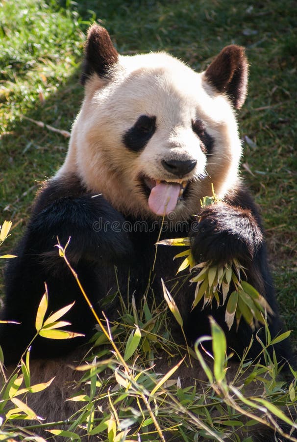 Grote Panda Die Bamboe Eten Stock Afbeelding - Image of ecologie ...