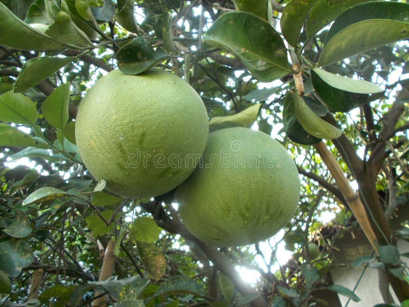 Grote Pompelmoes Bij De Pompelmoesboom, Grapefruit Stock Afbeelding ...