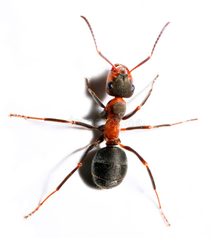 Rode Houten Dichte Omhooggaand Van Mieren Formica Rufa Stock Foto ...