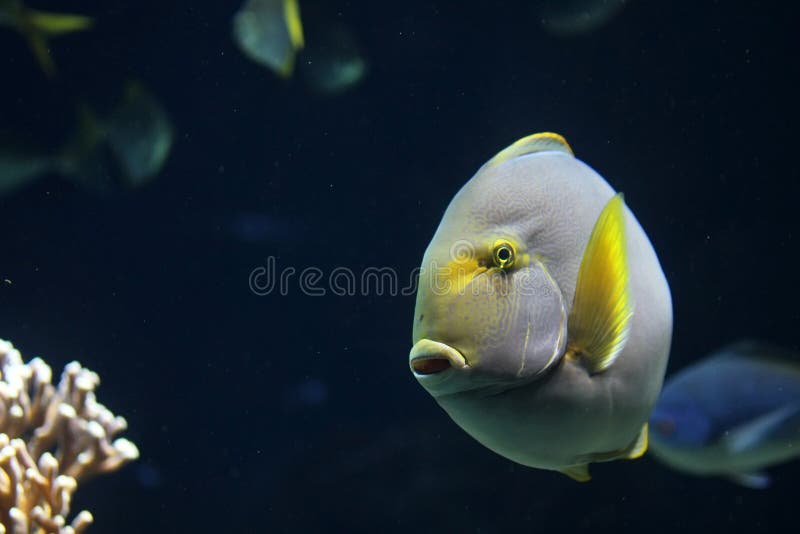 Grote ronde vis stock foto. Image of schaal, zoutwater - 18489438