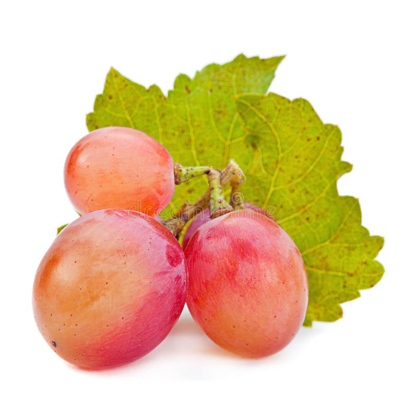 Grote roze druif stock foto. Image of nagerecht, volledig - 36776574