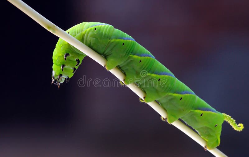 Grote rupsband stock afbeelding. Image of landbouwbedrijf - 16347583