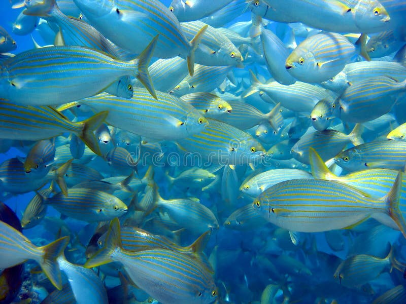 Grote school van vissen stock foto. Image of vissen, duik - 19482676