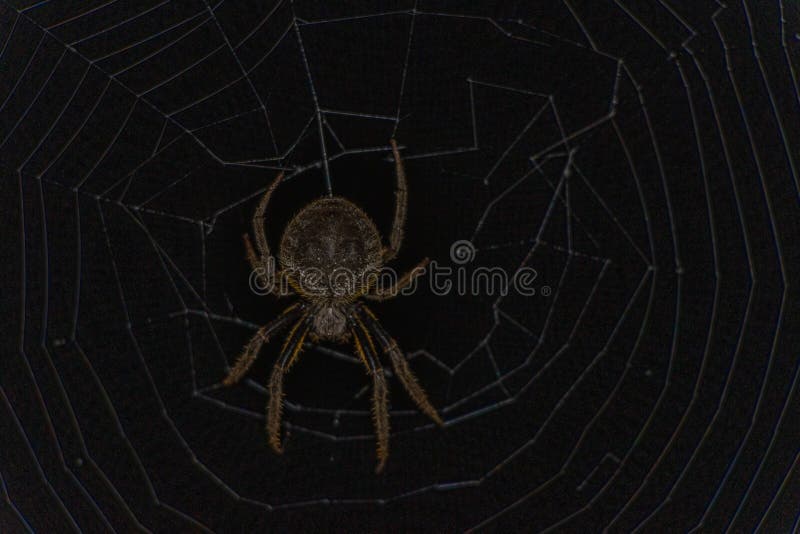 Een Grote Spin Met Zwarte En Gele Strepen Op Het Lichaam Zit Met Zijn ...