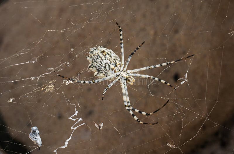 Grote spin in het Web stock foto. Afbeelding bestaande uit grijs - 44656134