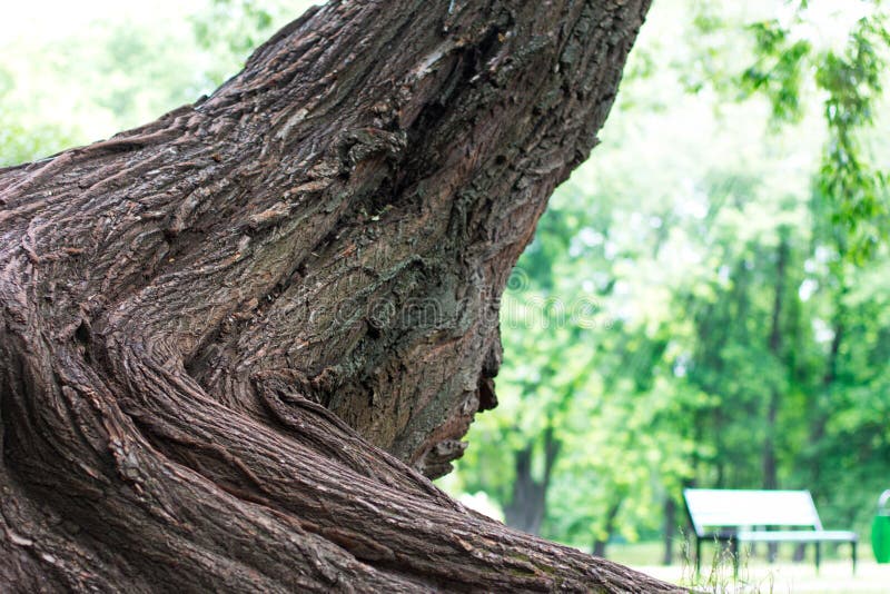 Stam Van Een Oude Grote Boom Stock Foto - Image of milieu, baal: 16725072 Stam Van Een Oude Grote Boom Stock Foto - Image of milieu, baal: 16725072
