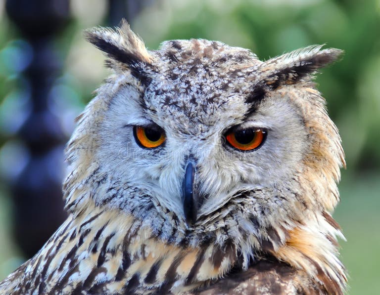 Grote uil stock afbeelding. Image of ogen, groot, roofdier - 111728017