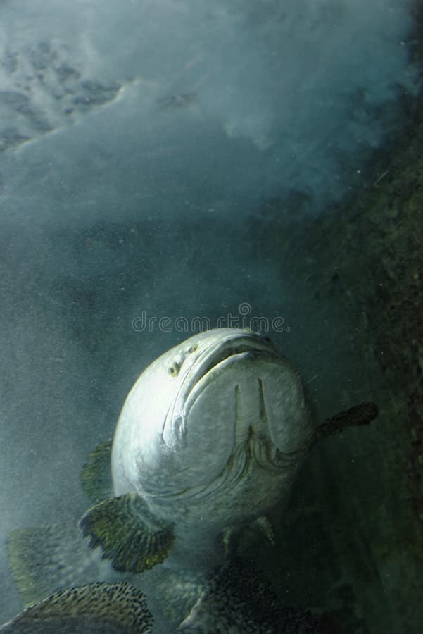 Grote Vis-vormige Rots Met Verpletterende Golven Stock Foto - Image of ...