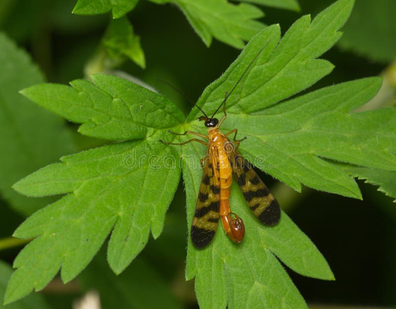 Grote Vlieg Met Een Lange Neus Stock Afbeelding - Image of staart, gras ...