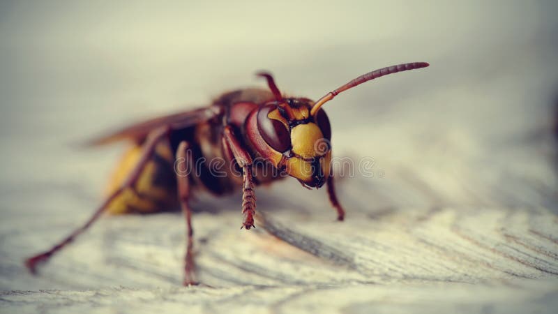 Wesp Of Horzel, Insect Van Ordehymenoptera En Suborder Apocrita Die ...